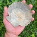Chesapecten Nefrens Seashell/fossil Scallop Shell/zone 19 Boston Cliffs ...