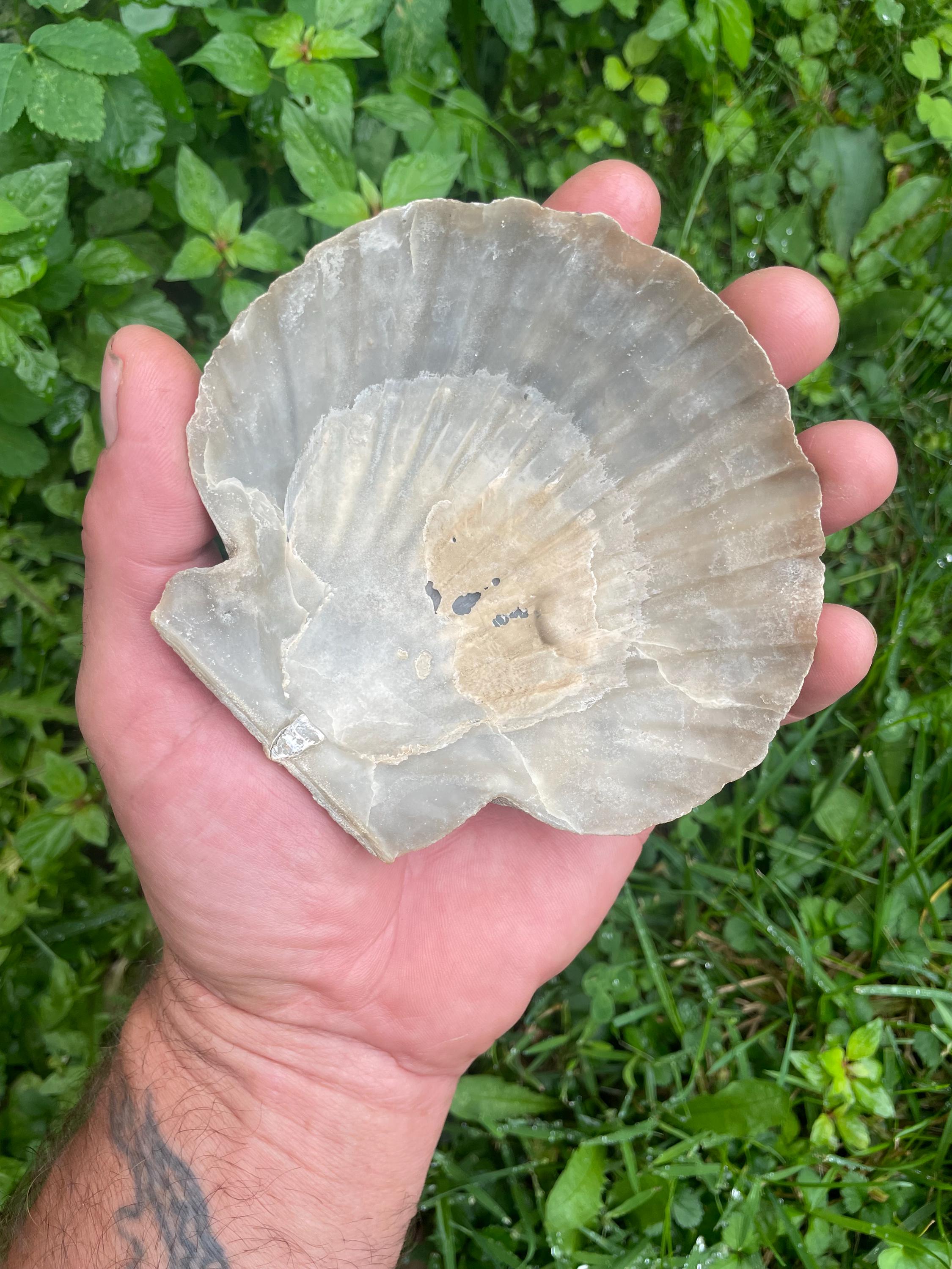 Chesapecten Nefrens Seashell/fossil Scallop Shell/zone 19 Boston Cliffs ...