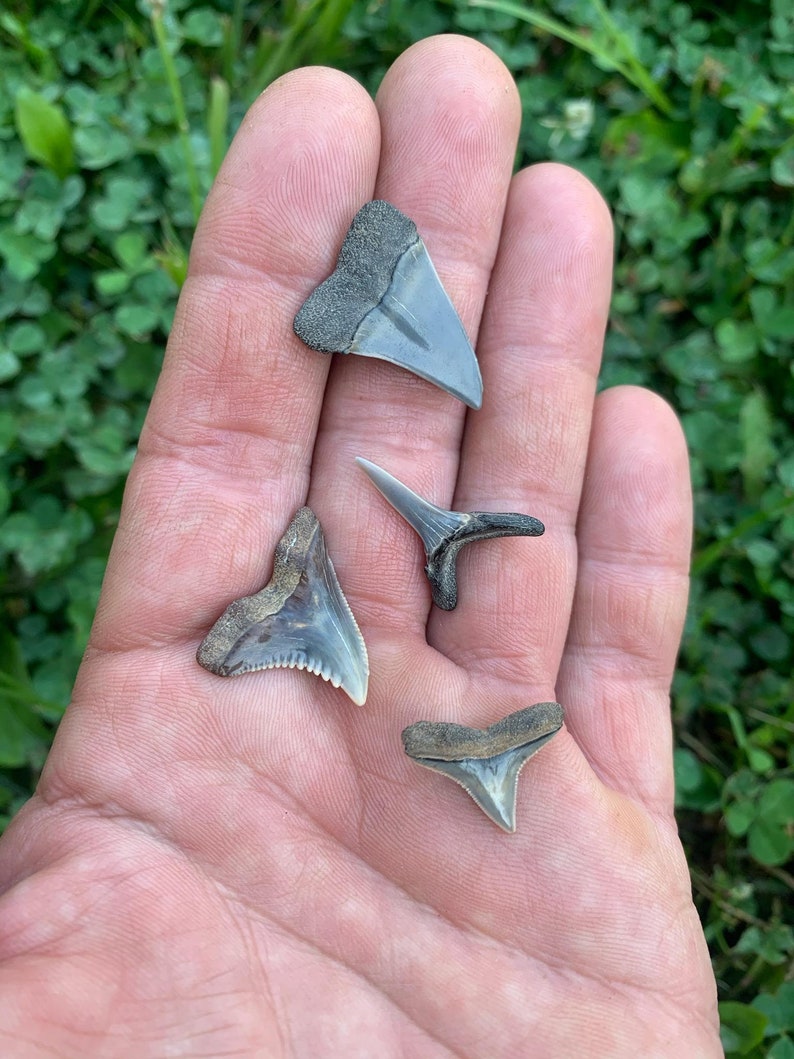 Miocene Fossil Shark Tooth 4 Pack/mako Shark/snaggle Tooth Shark/bull ...