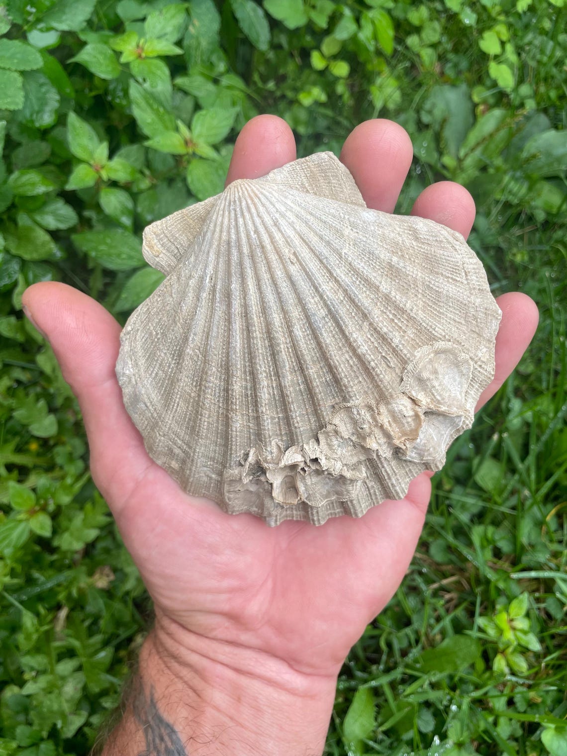 Chesapecten Nefrens Seashell/fossil Scallop Shell/zone 19 Boston Cliffs ...