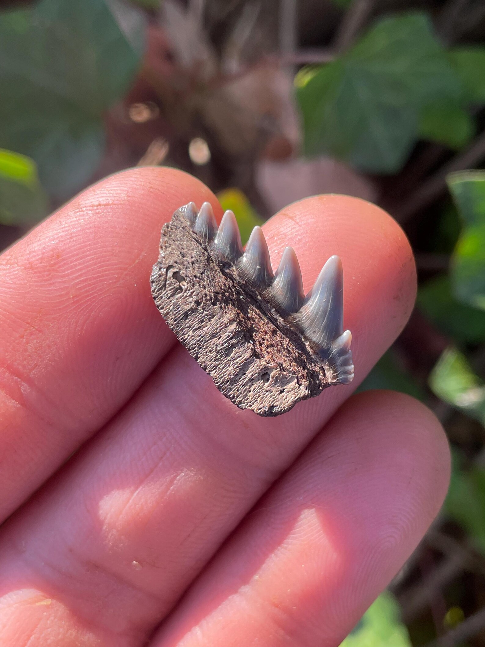 Fossil Cow Shark Tooth/notorynchus Primigenius/fossil Shark Teeth ...