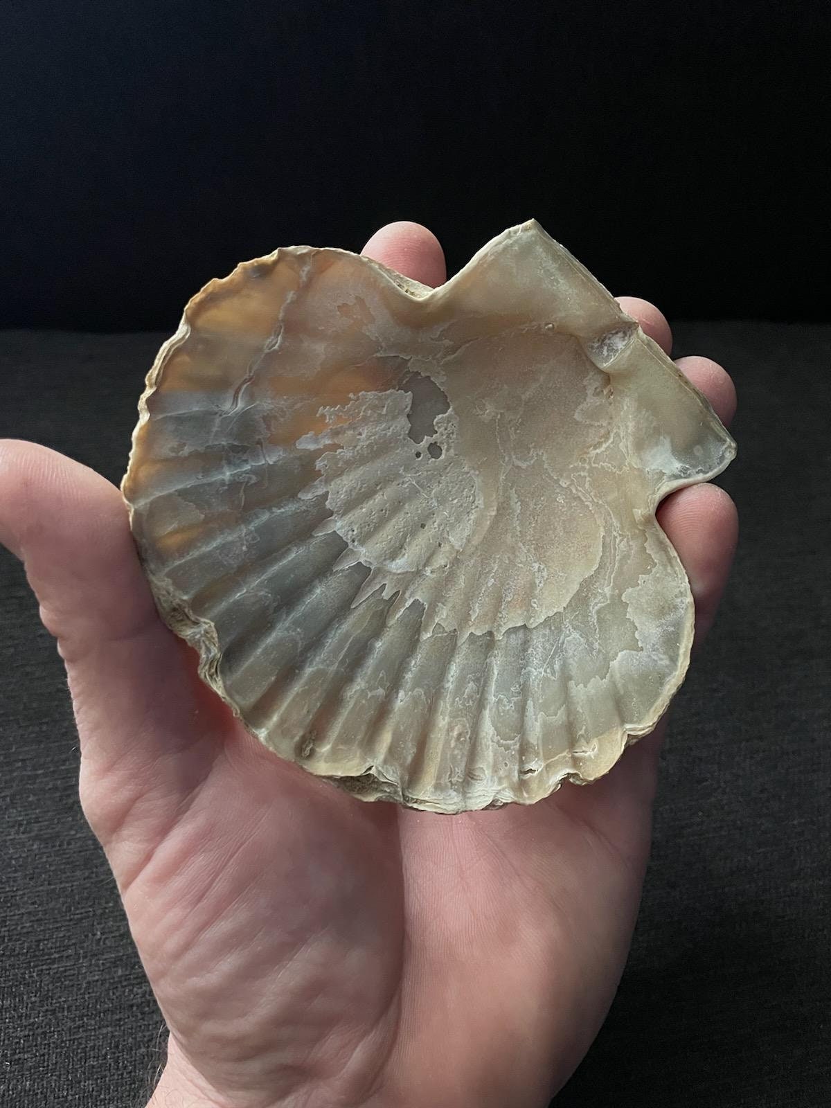 Chesapectin Nefrens Scallop Shell/zone 19/calvert Cliffs Maryland ...