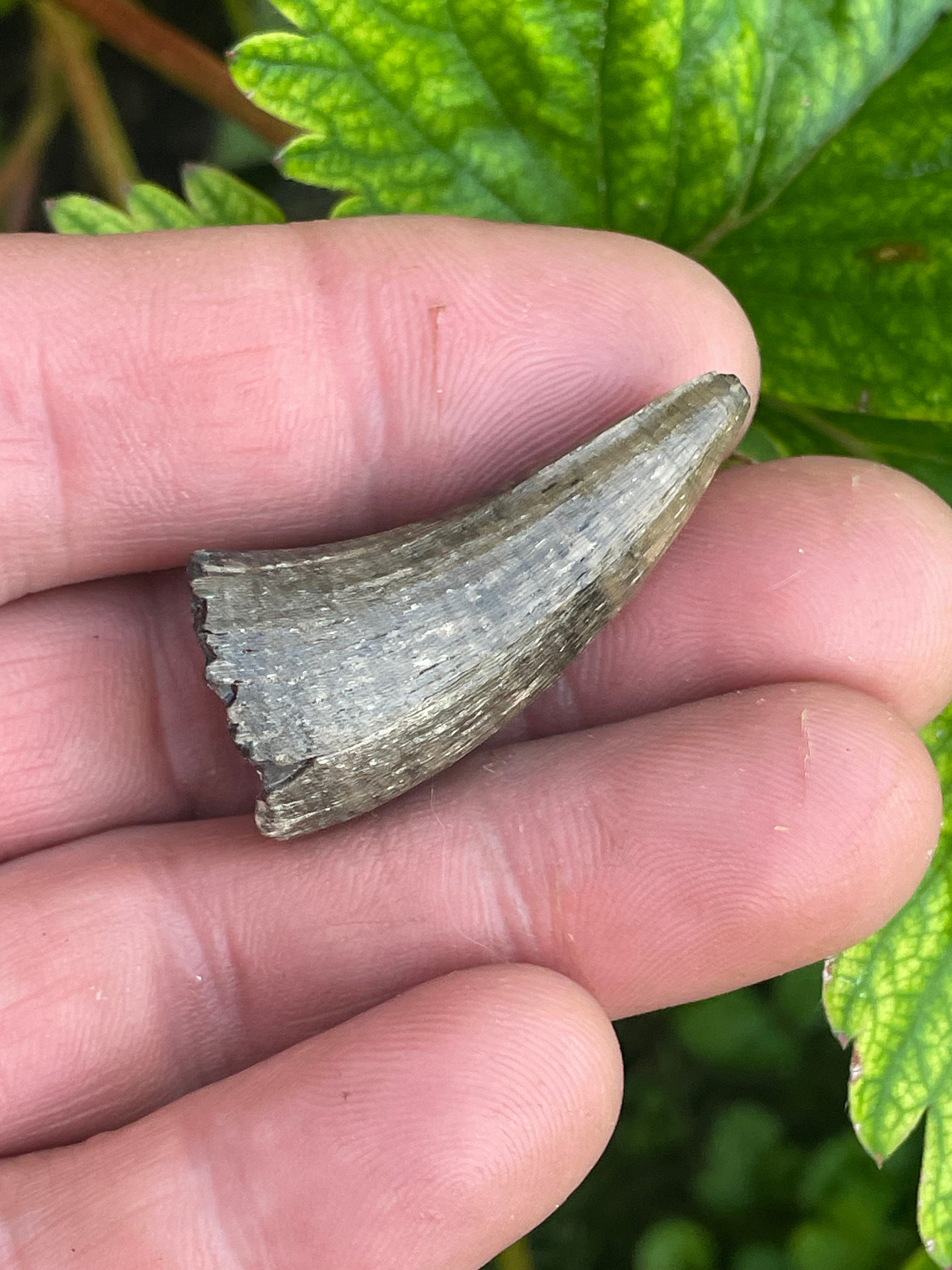 Large Fossil Crocodile Tooth/apex Predator/calvert Formation/calvert ...