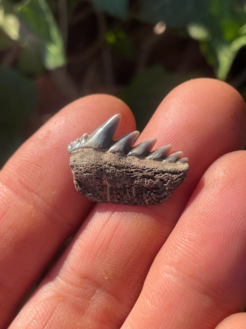 Fossil Cow Shark Tooth/notorynchus Primigenius/fossil Shark Teeth ...