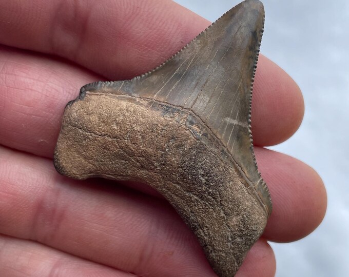 Megalodon Fossil/zone 3 Calvert Formation/maryland Shark Teeth - Etsy
