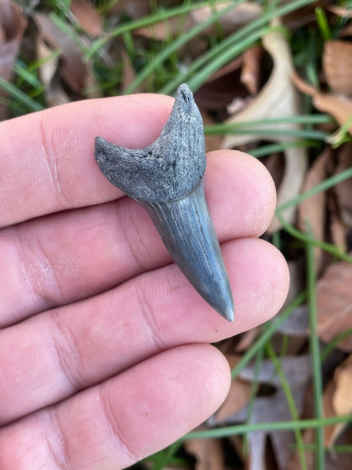 Carcharodon Hastalis Fossil Shark Tooth/calvert Cliffs Maryland ...