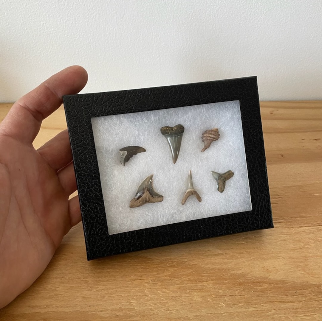 Calvert Cliffs Fossils With Display Case/fossil Shark Teeth/coastal ...