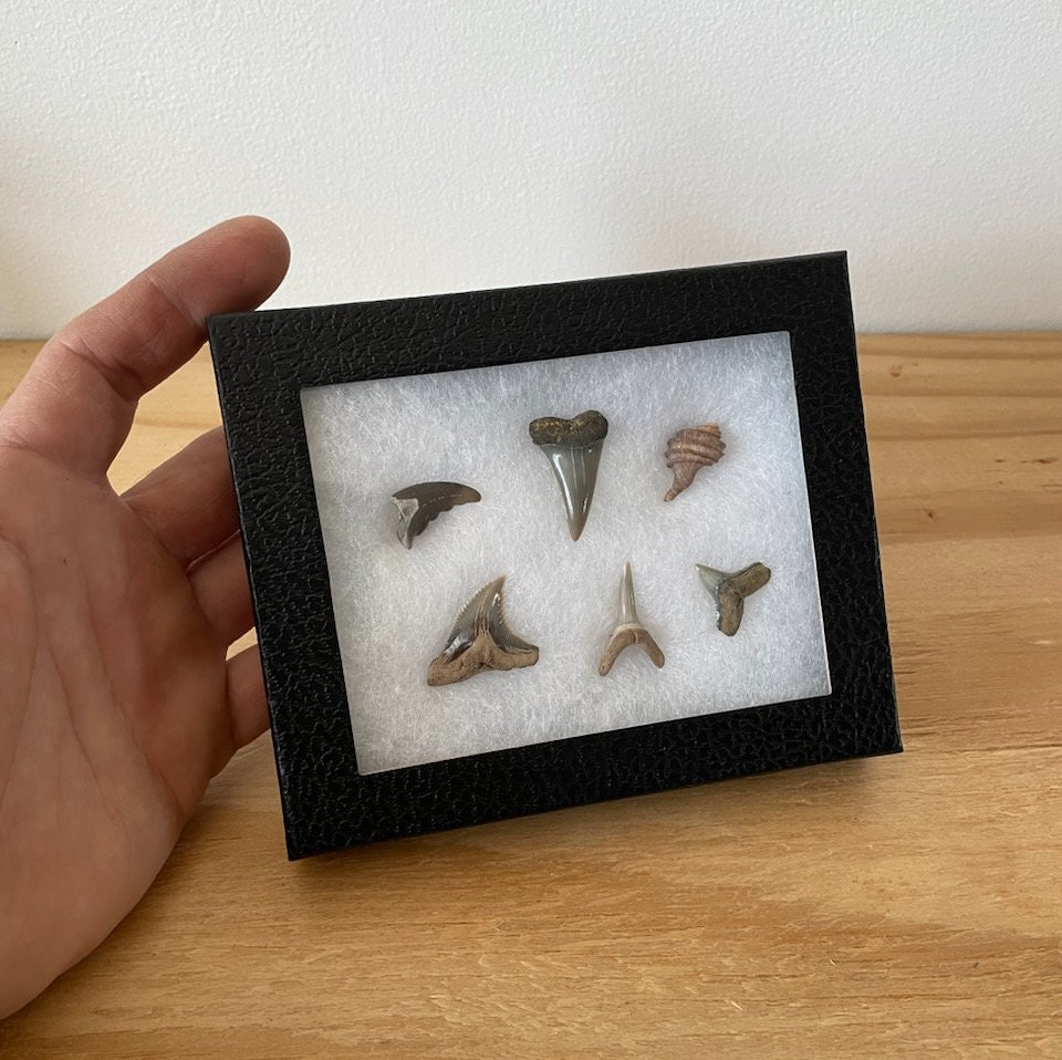 Calvert Cliffs Fossils With Display Case/fossil Shark Teeth/coastal ...