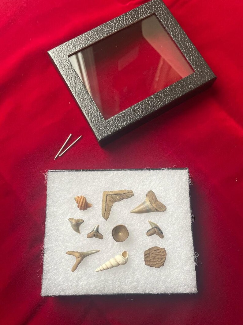 Miocene Fossils With Display Case/fossil Gift Set/calvert Cliffs ...