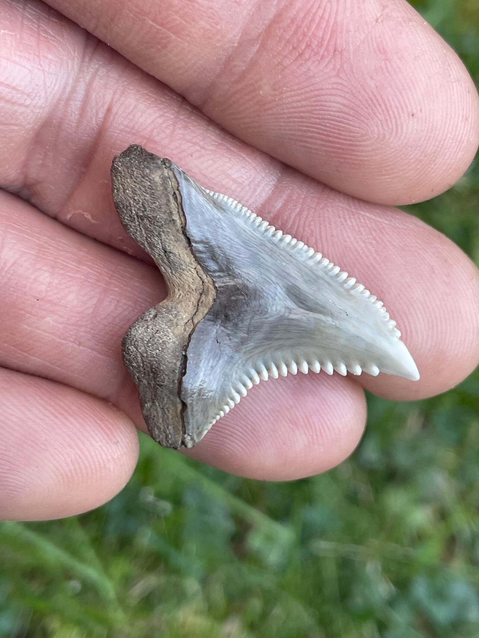 Hemipristis Serra/fossil Shark Tooth/calvert Cliffs Maryland/snaggle ...
