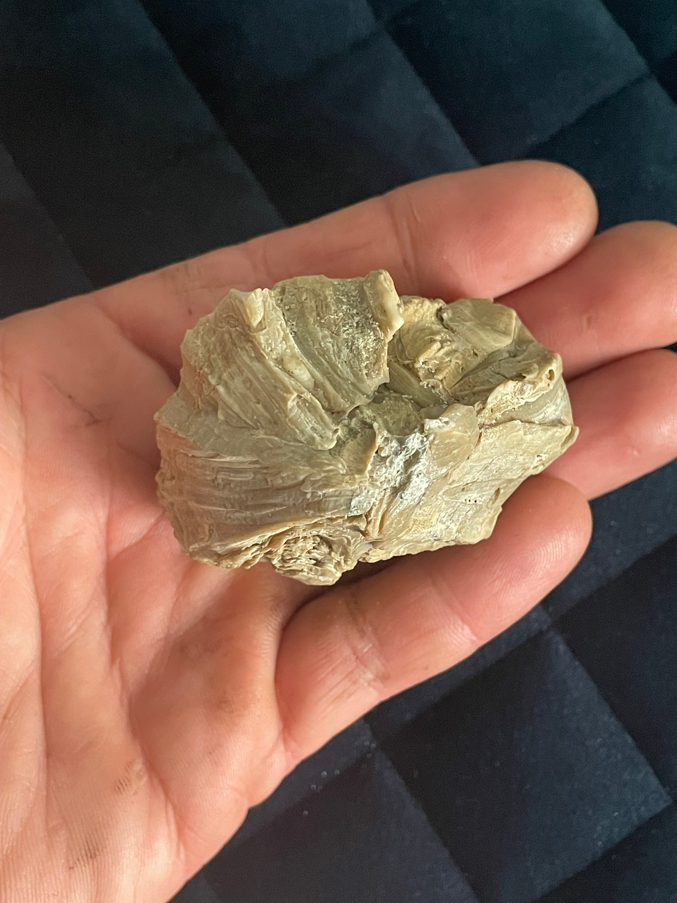 Miocene Barnacles Cluster/fossil Seashells/zone 17, Calvert Cliffs ...