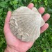 Chesapecten Nefrens Seashell/fossil Scallop Shell/zone 19 Boston Cliffs ...