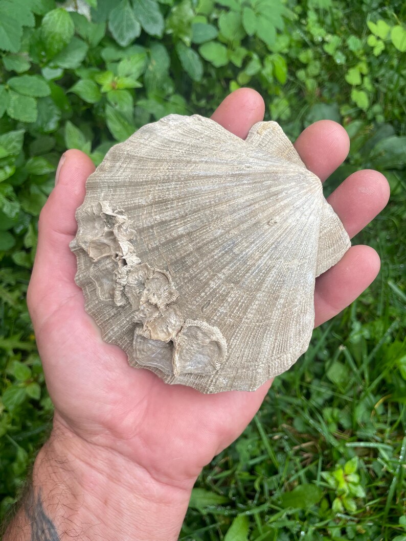 Chesapecten Nefrens Seashell/fossil Scallop Shell/zone 19 Boston Cliffs ...