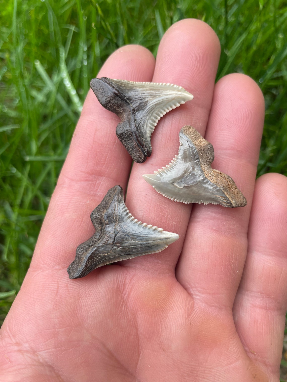 Hemipristis Serra 3 Pack/fossil Shark Teeth/calvert Cliffs Maryland - Etsy