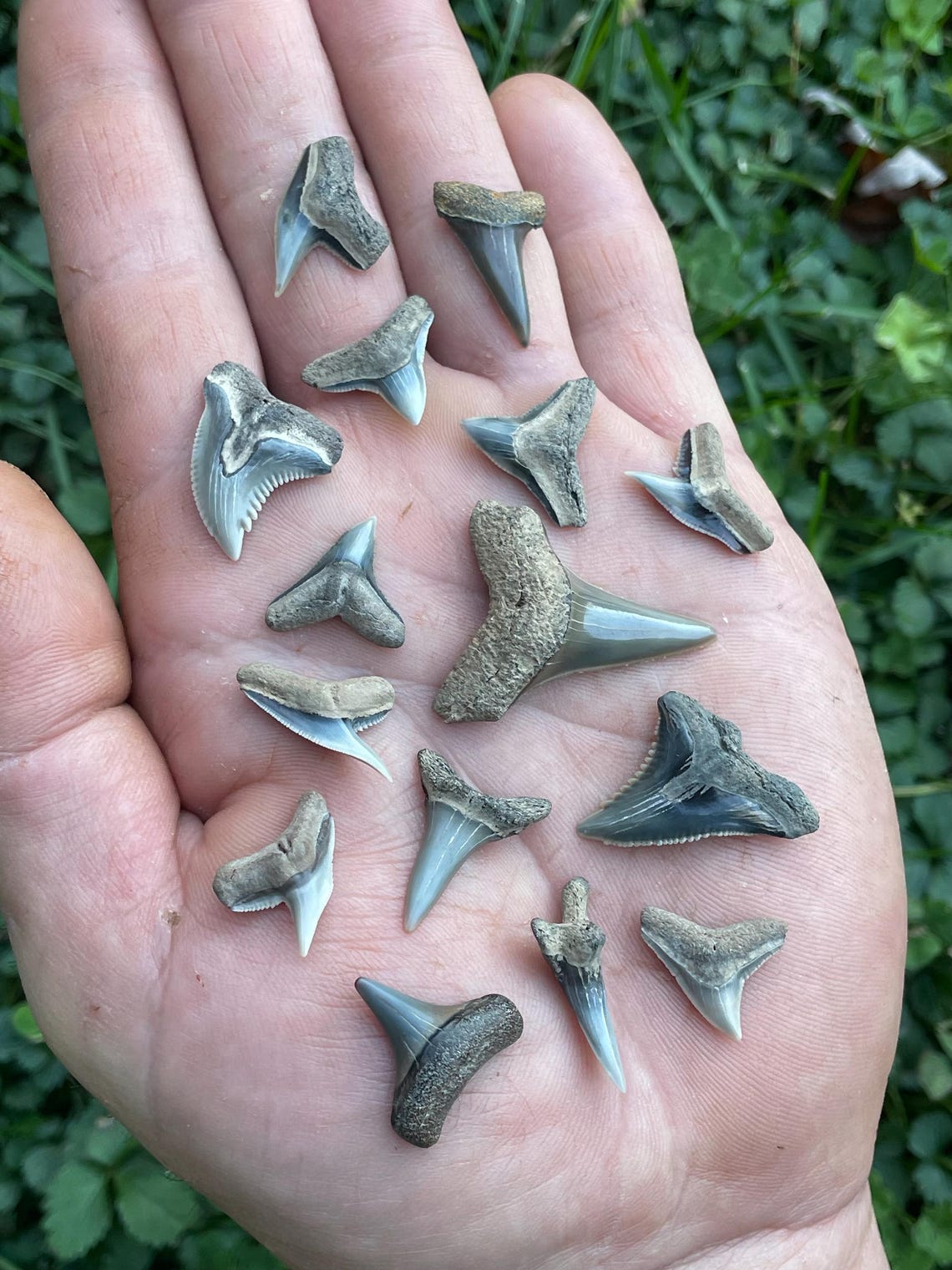 Set of (15) Fossil Shark Teeth/calvert Cliffs Fossil Shark Teeth/top ...