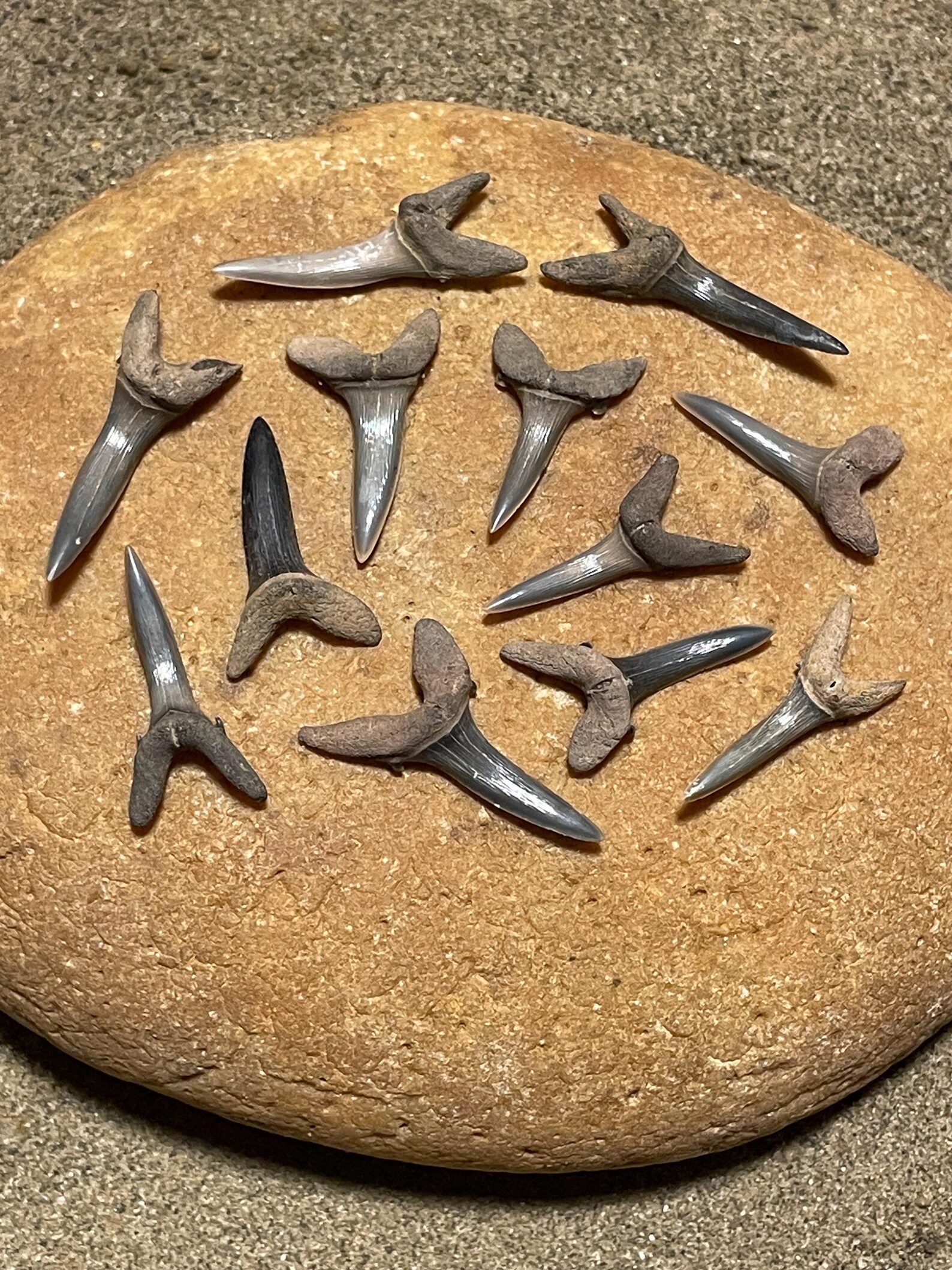 12 Top Quality Sand Tiger Shark Teeth/fossil Shark Teeth/paleocene ...