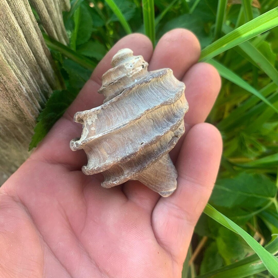 Fossil Ecphora Seashell/extinct Predatory Murex - Etsy