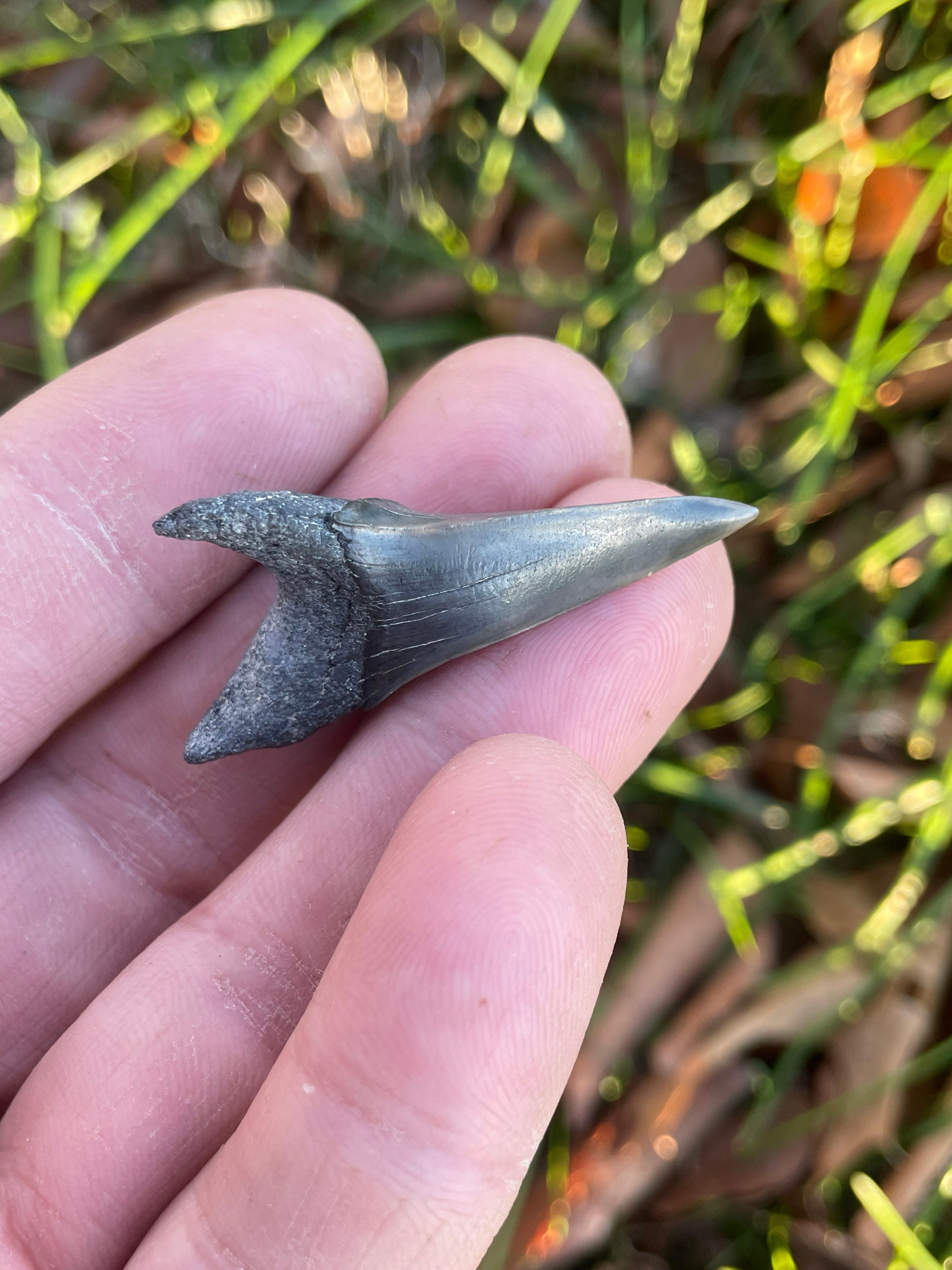 Carcharodon Hastalis Fossil Shark Tooth/calvert Cliffs Maryland ...