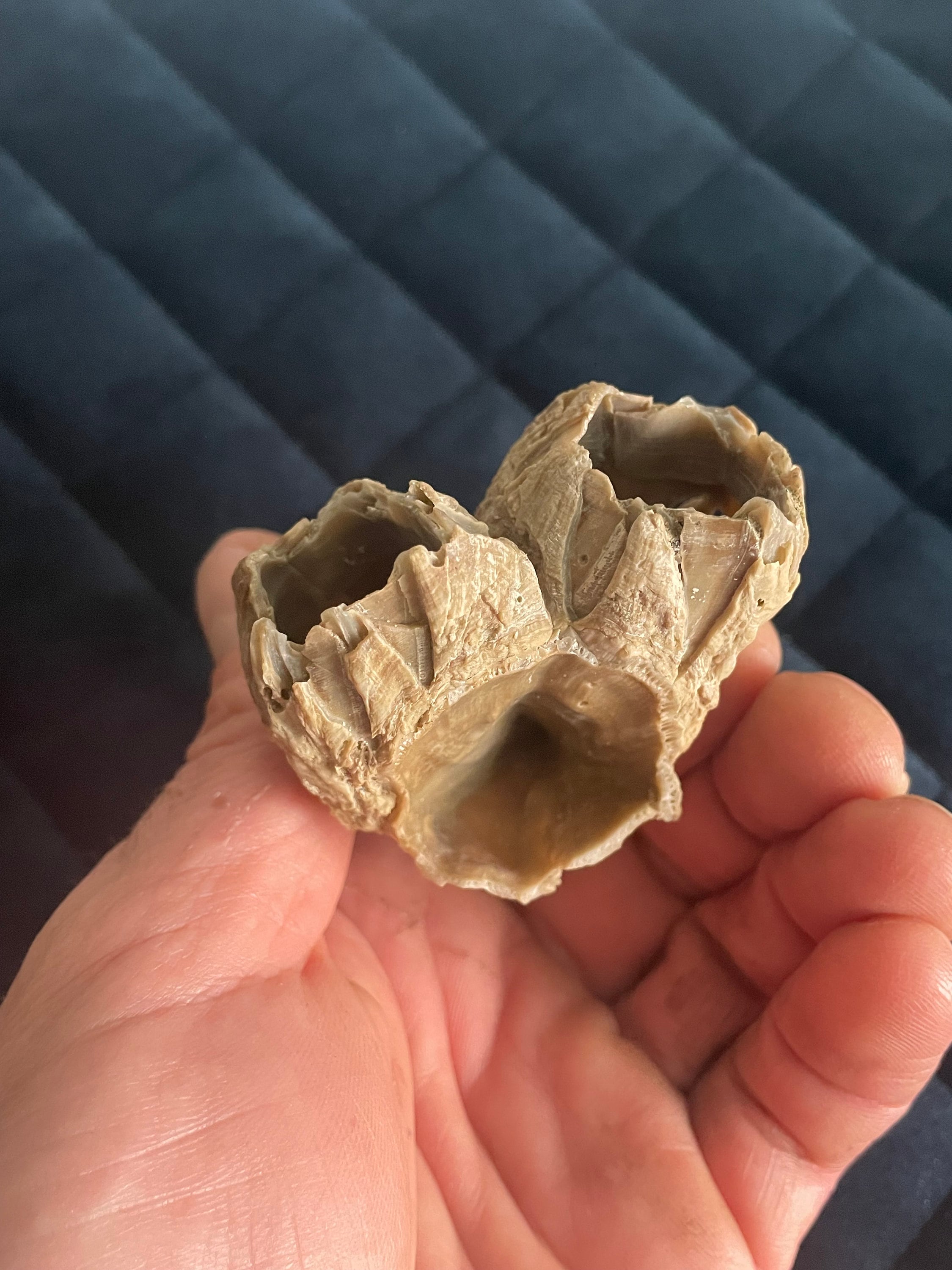 Miocene Barnacles Cluster/fossil Seashells/zone 17, Calvert Cliffs ...