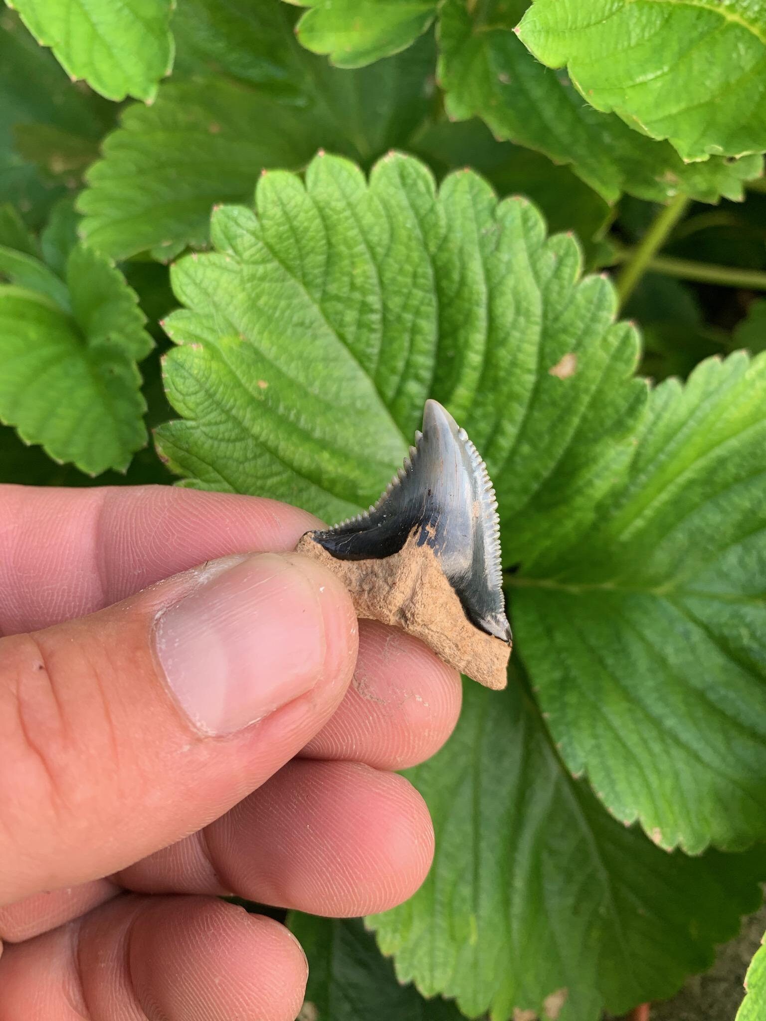 Hemipristis Serra/snaggle Tooth Shark/fossil Shark Tooth/collected in ...