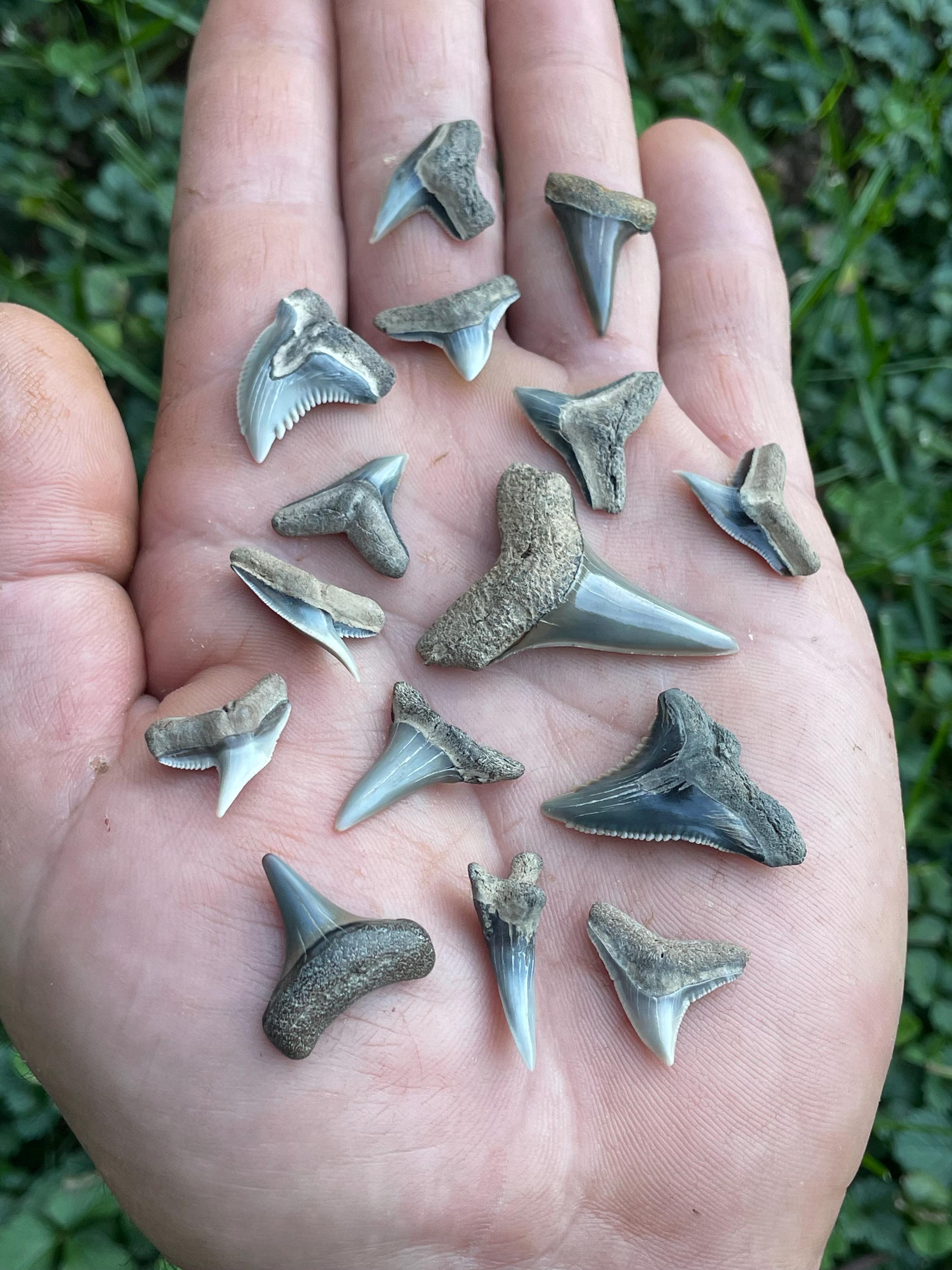 Set of (15) Fossil Shark Teeth/calvert Cliffs Fossil Shark Teeth/top ...