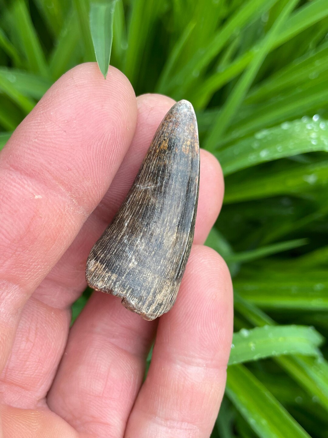 Fossil Crocodile Tooth/prehistoric Reptile/calvert Cliffs Maryland - Etsy