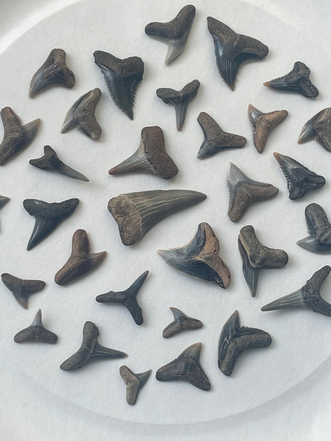 30 Fossil Shark Teeth/calvert Cliffs Maryland/colorful Selection-mixed ...