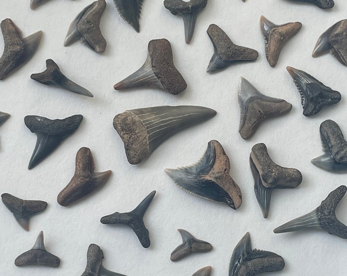 30 Fossil Shark Teeth/calvert Cliffs Maryland/colorful Selection-mixed ...