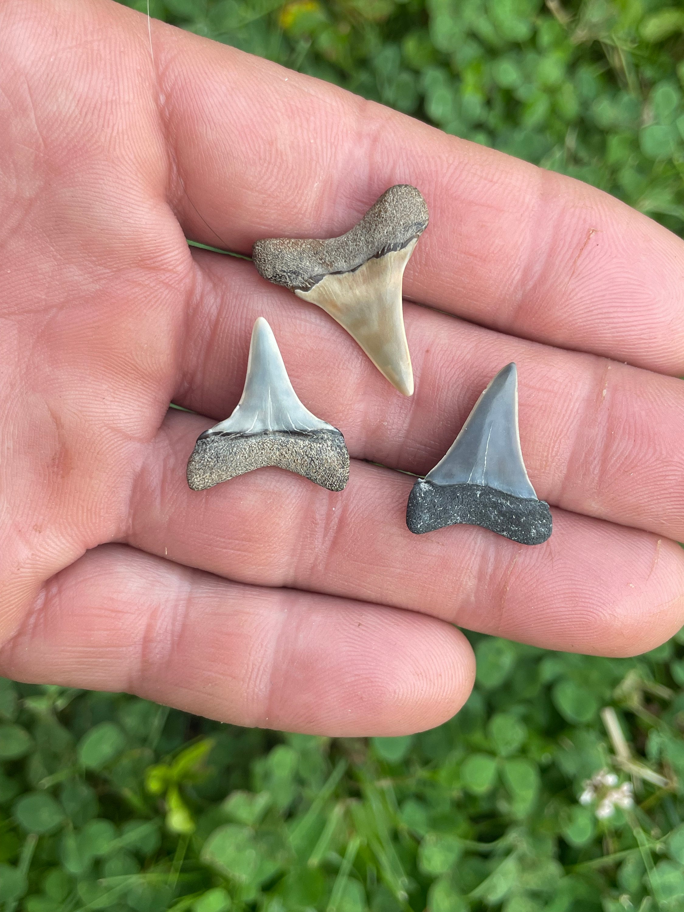 Carcharodon Hastalis Fossil Shark Teeth-3pack/calvert Cliffs Maryland ...