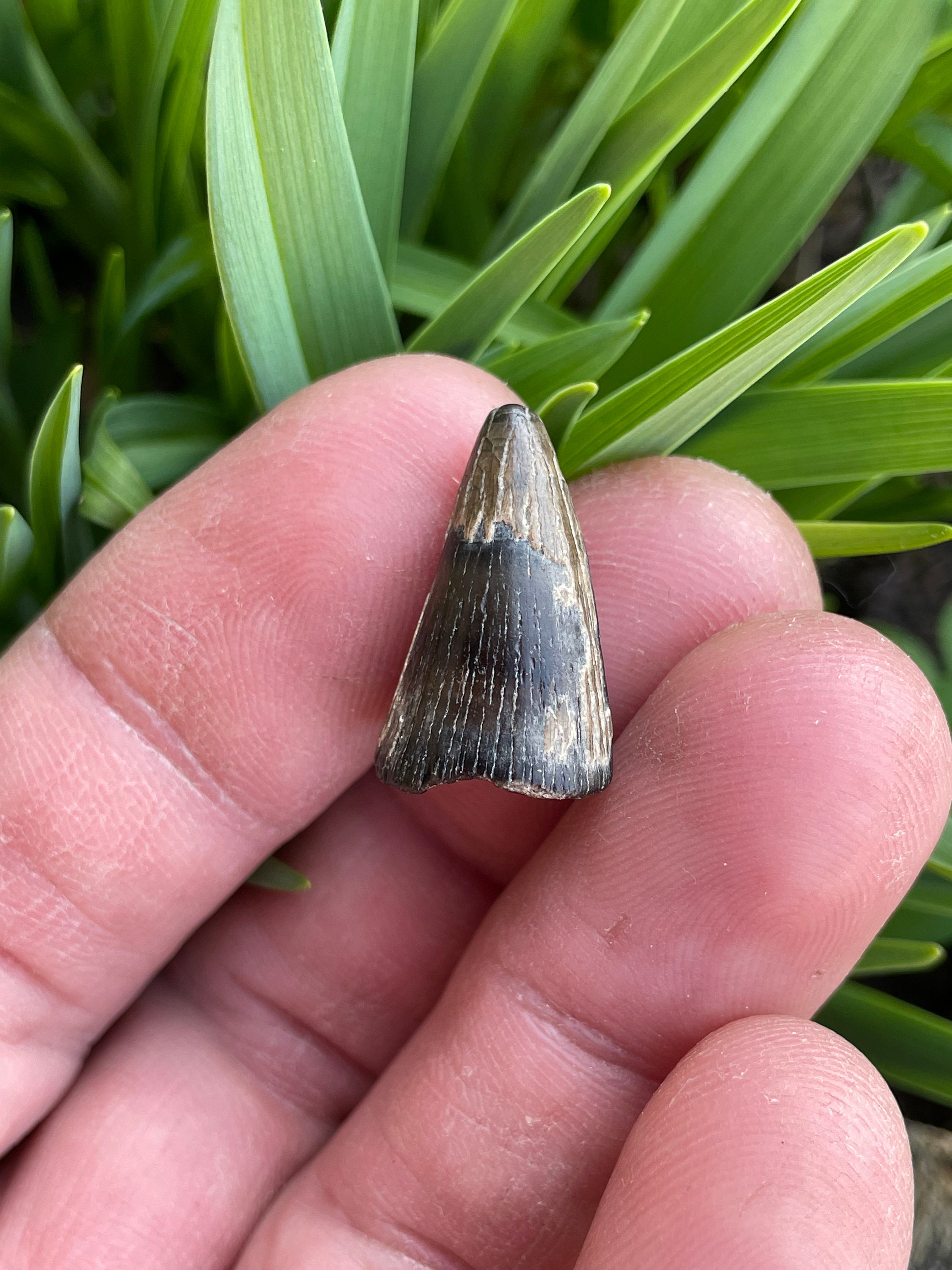 Fossil Crocodile Tooth/apex Predator-marine Fossils/calvert Cliffs ...