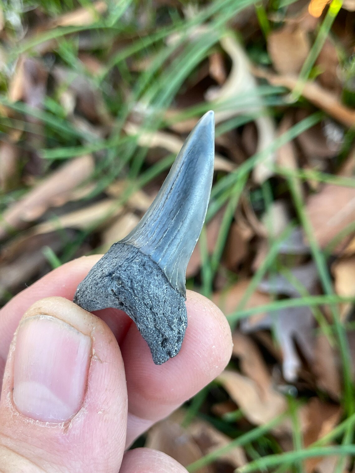 Carcharodon Hastalis Fossil Shark Tooth/calvert Cliffs Maryland ...