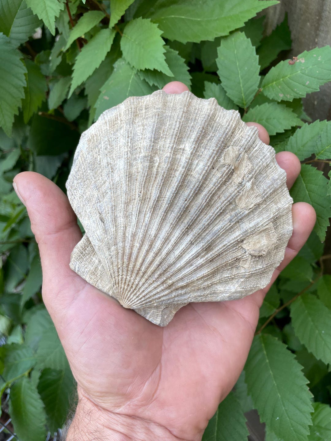Chesapecten Nefrens Fossil Seashell/zone 19 Boston Cliffs Member ...