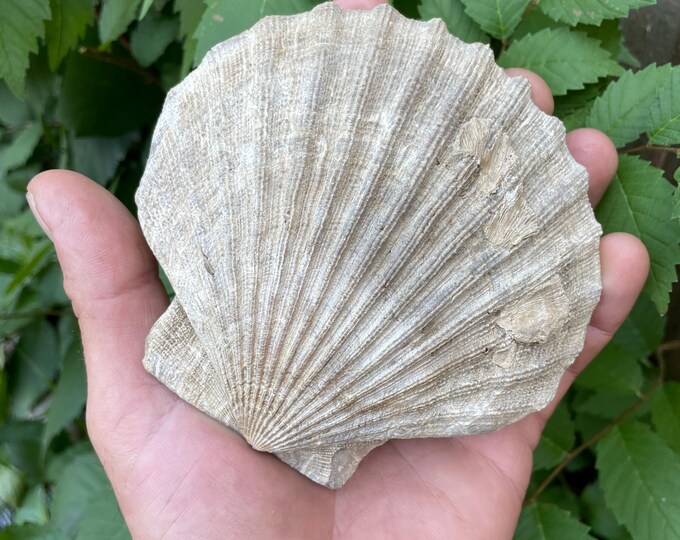Chesapecten Nefrens Fossil Seashell/zone 19 Boston Cliffs Member ...