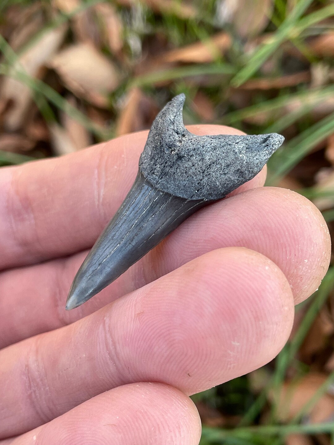 Carcharodon Hastalis Fossil Shark Tooth/calvert Cliffs Maryland ...