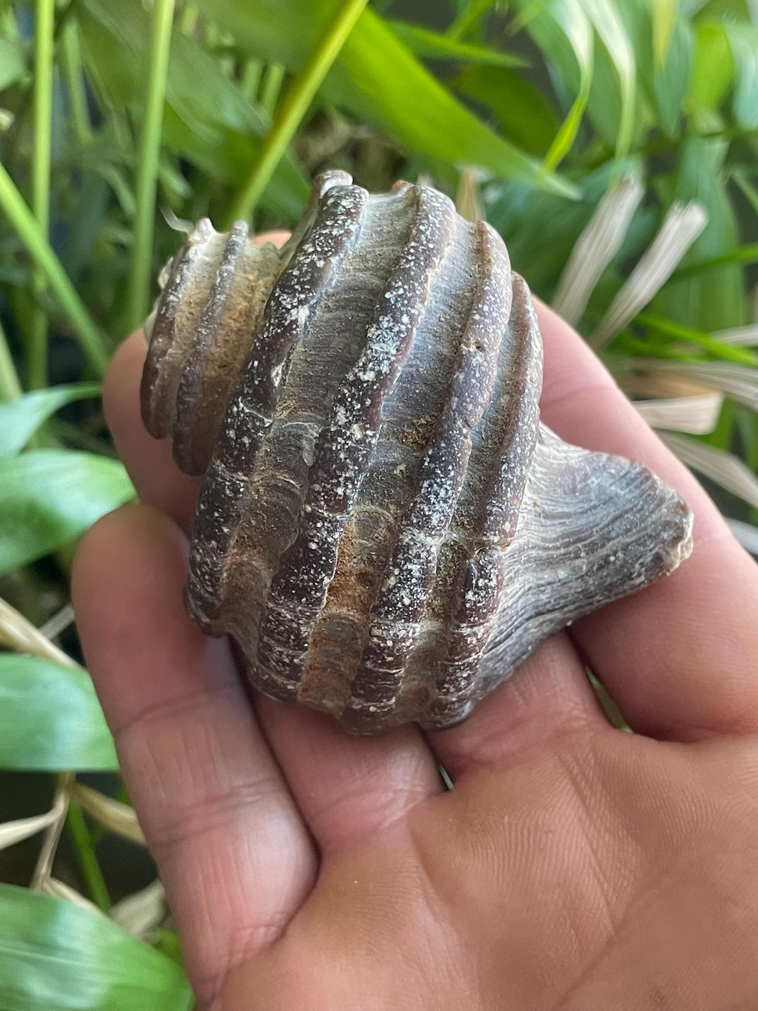 Ecphora Gardnerae Fossil Seashell/extinct Murex Gastropod/saint Marys ...