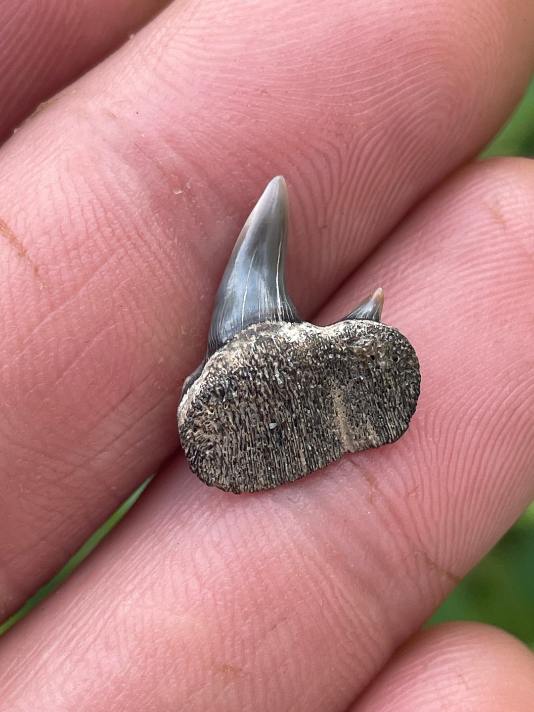 Fossil Cow Shark Tooth/calvert Cliffs Maryland/fossil Shark Teeth - Etsy