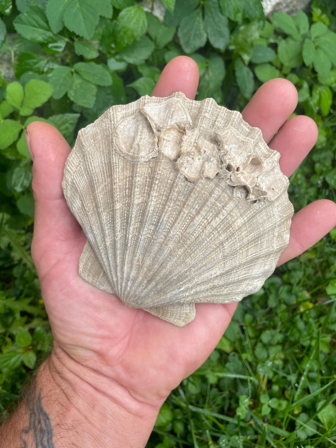 Chesapecten Nefrens Seashell/fossil Scallop Shell/zone 19 Boston Cliffs ...