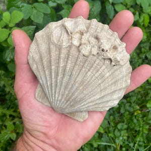 Chesapecten Nefrens Seashell/fossil Scallop Shell/zone 19 Boston Cliffs ...