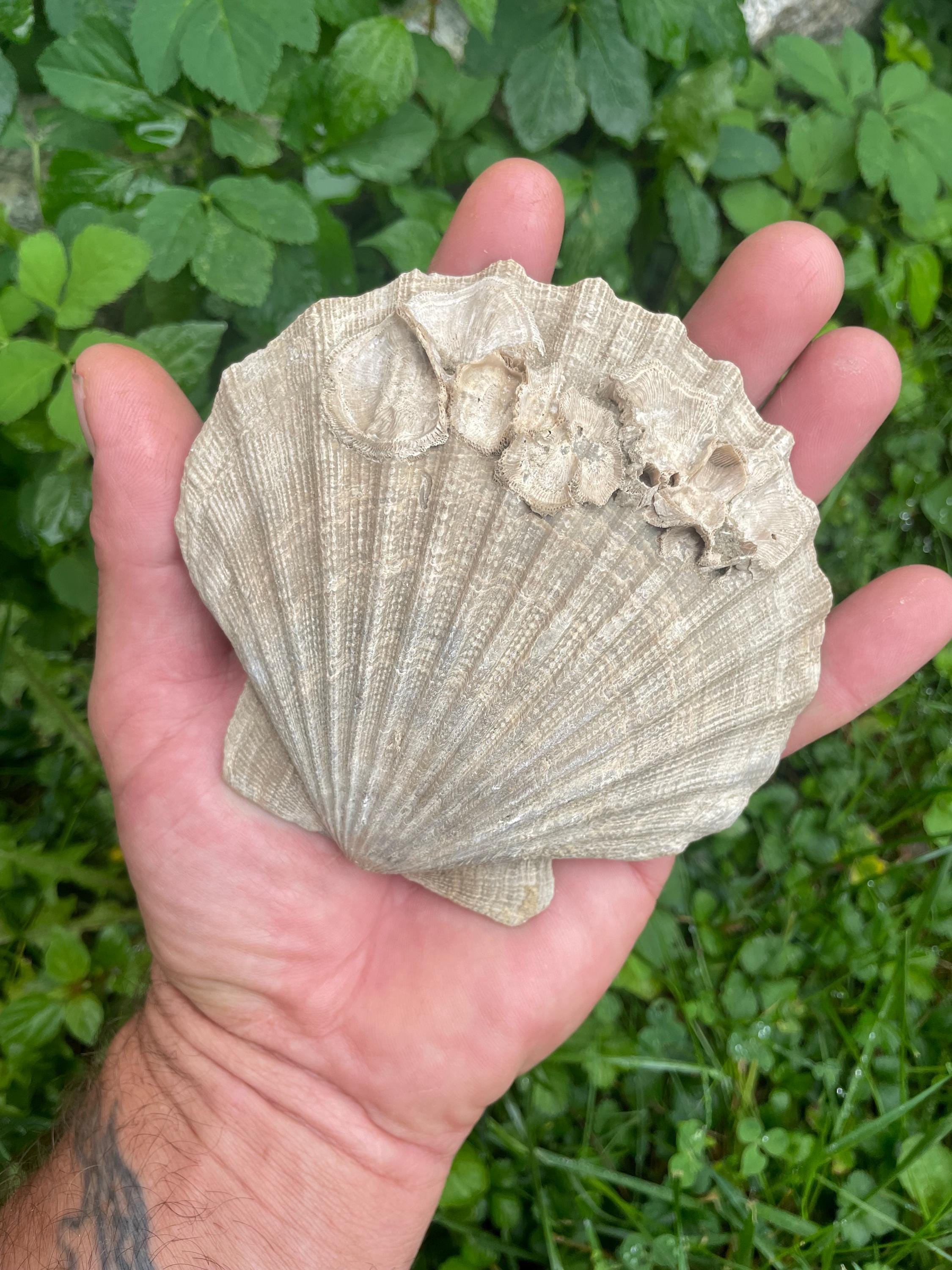 Chesapecten Nefrens Seashell/fossil Scallop Shell/zone 19 Boston Cliffs ...