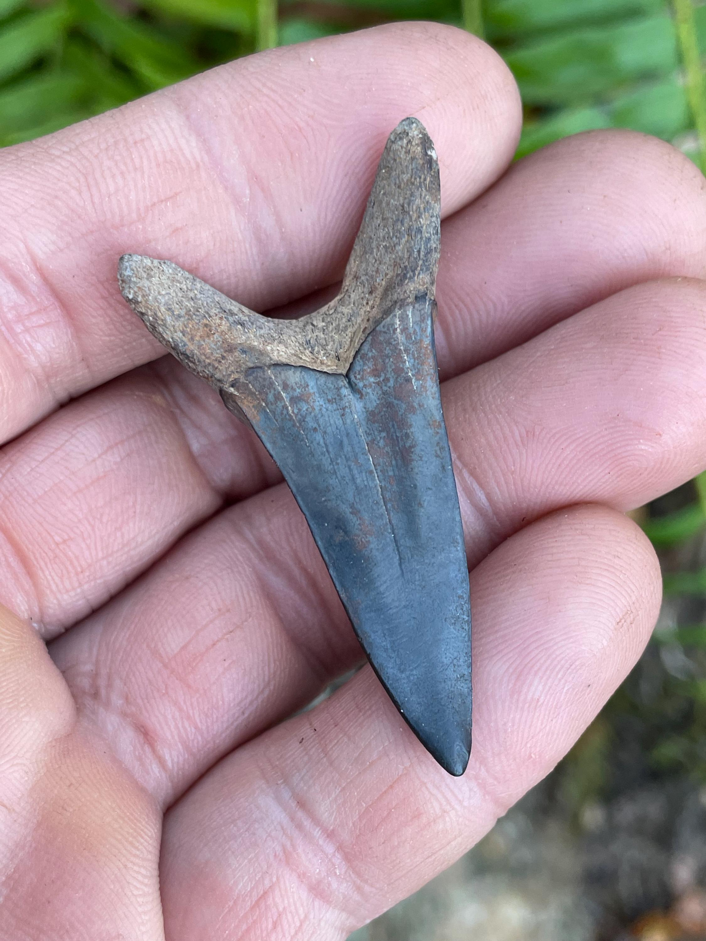Carcharodon Hastalis Fossil Shark Tooth/calvert Formation-fairhaven ...