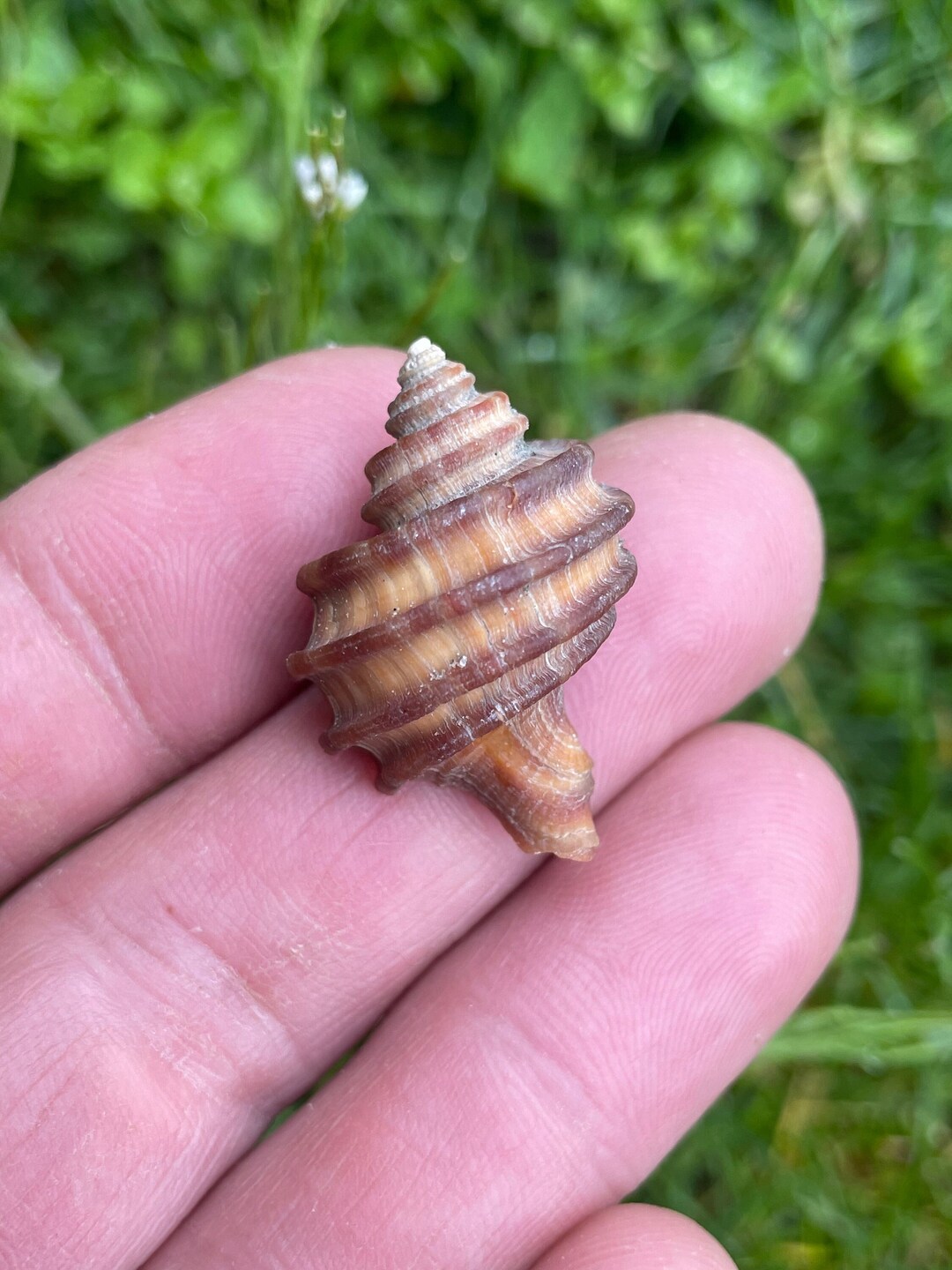 Ecphora Gardnerae Fossil Seashell/zone 23 Saint Marys Formation-calvert ...