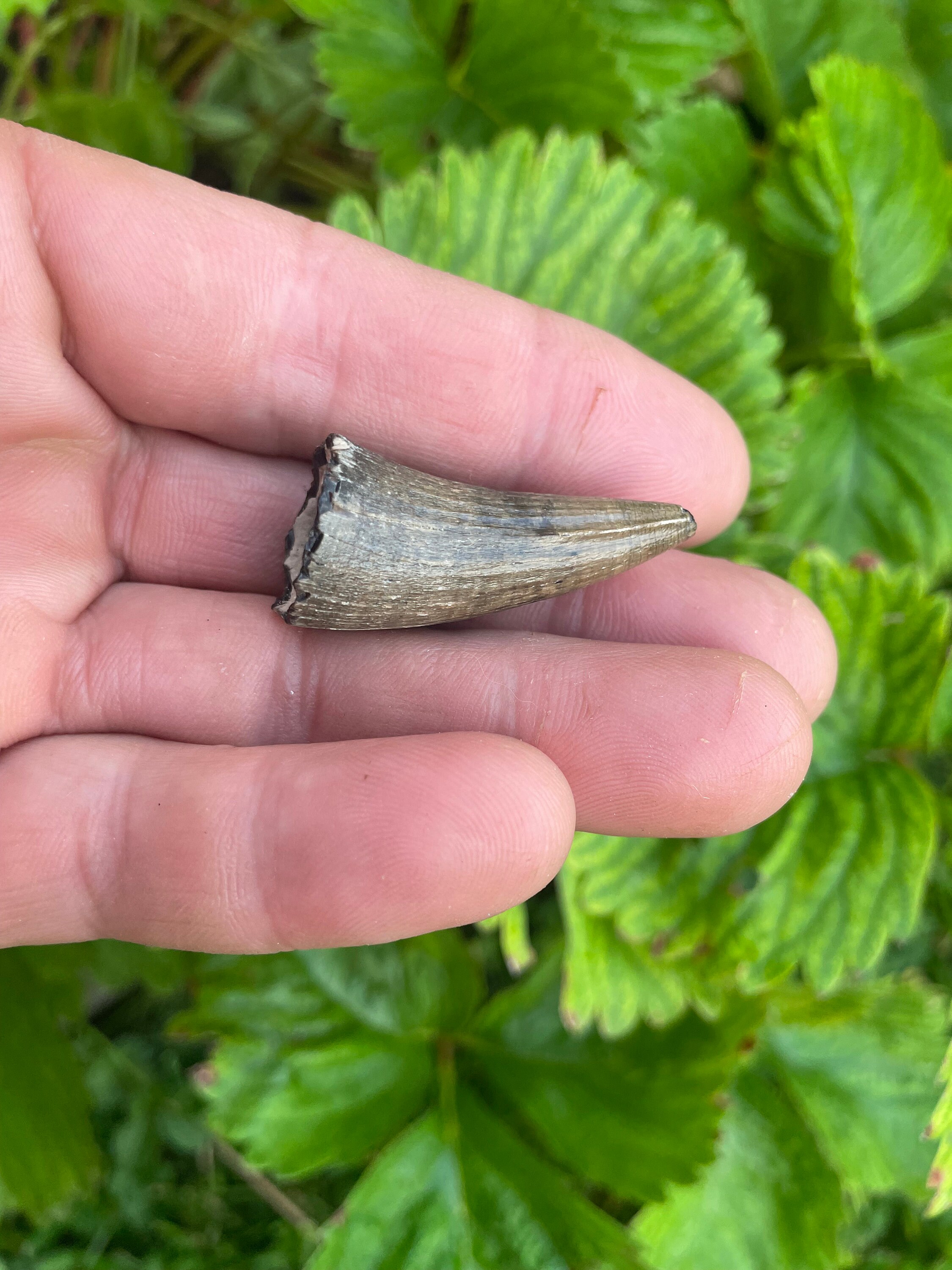 Large Fossil Crocodile Tooth/apex Predator/calvert Formation/calvert ...