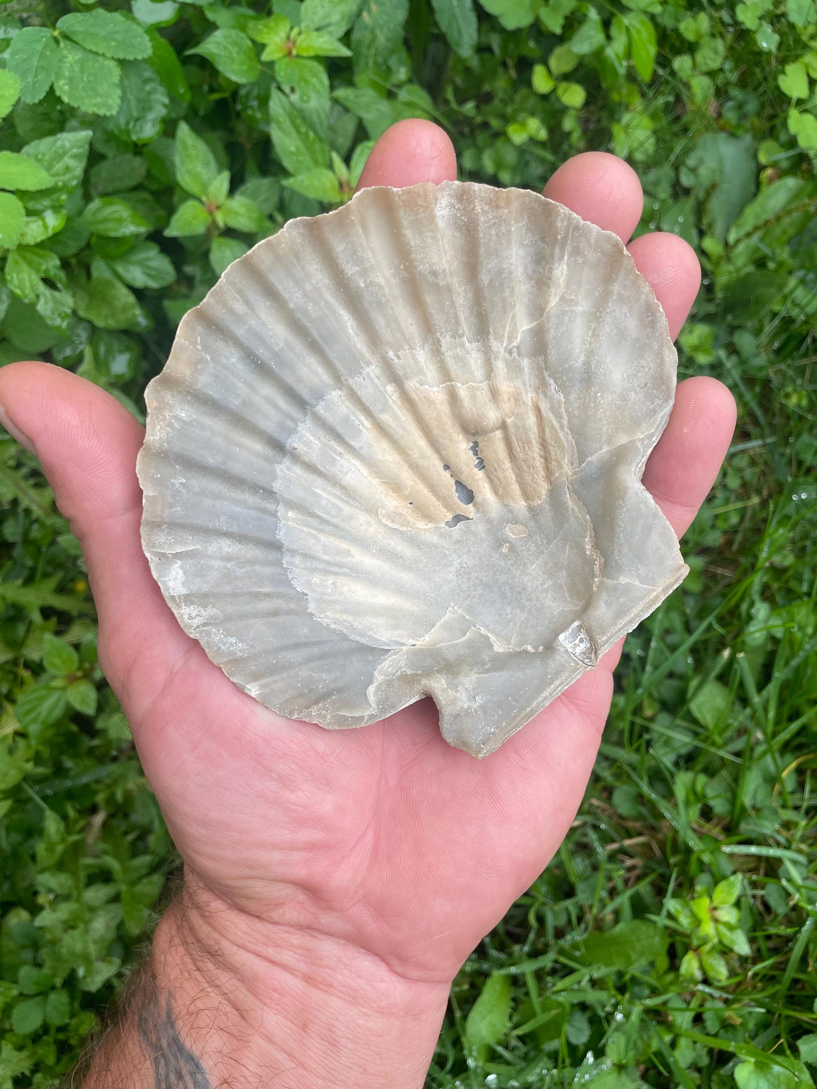 Chesapecten Nefrens Seashell/fossil Scallop Shell/zone 19 Boston Cliffs ...