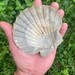 Chesapecten Nefrens Seashell/fossil Scallop Shell/zone 19 Boston Cliffs ...