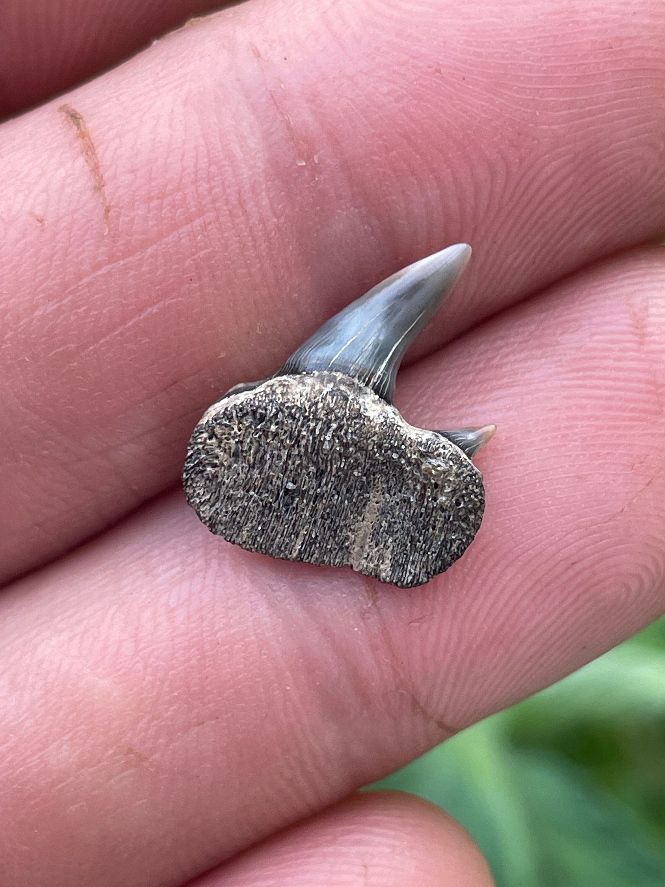 Fossil Cow Shark Tooth/calvert Cliffs Maryland/fossil Shark Teeth - Etsy
