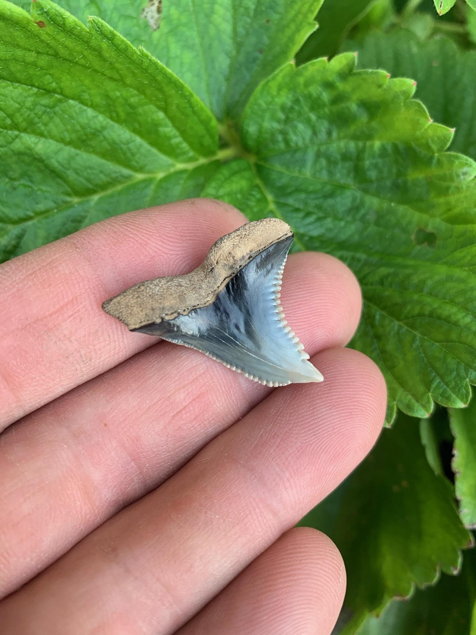 Hemipristis Serra Shark Tooth/deep Blue Color/choptank Formation ...