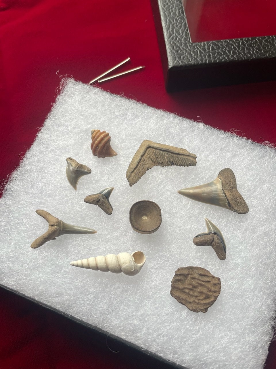 Miocene Fossils With Display Case/fossil Gift Set/calvert Cliffs ...