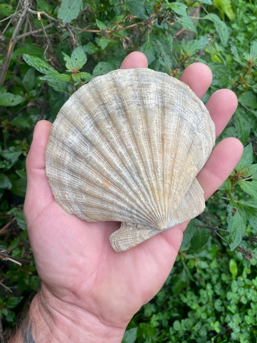 Chesapecten Nefrens/fossil Scallop Shell/zone 19 - Boston Cliffs Member ...