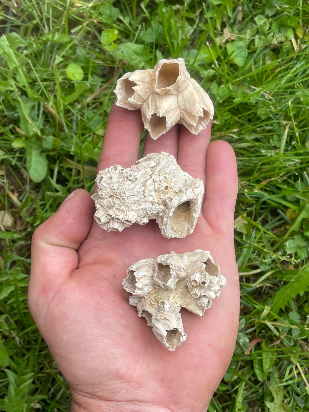Fossilized Barnacle Clusters/set of 3/choptank Formation, Bed 16b ...