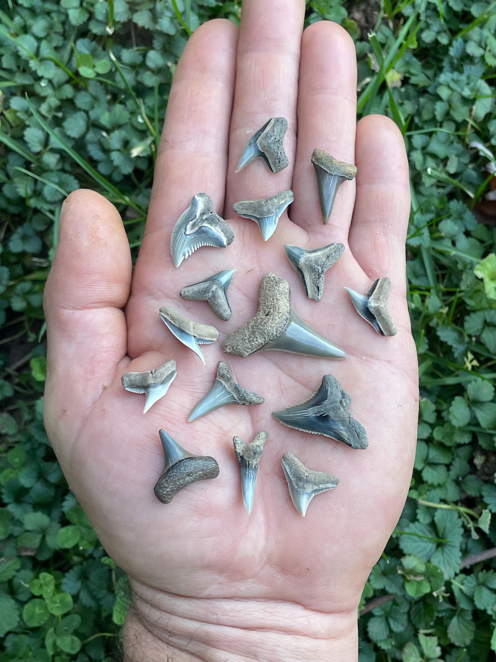 Set of (15) Fossil Shark Teeth/calvert Cliffs Fossil Shark Teeth/top ...